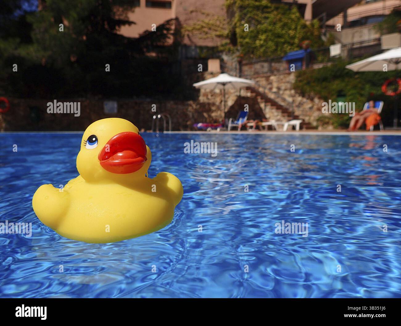 Yellow bath duck floating in swimming pool Stock Photo - Alamy
