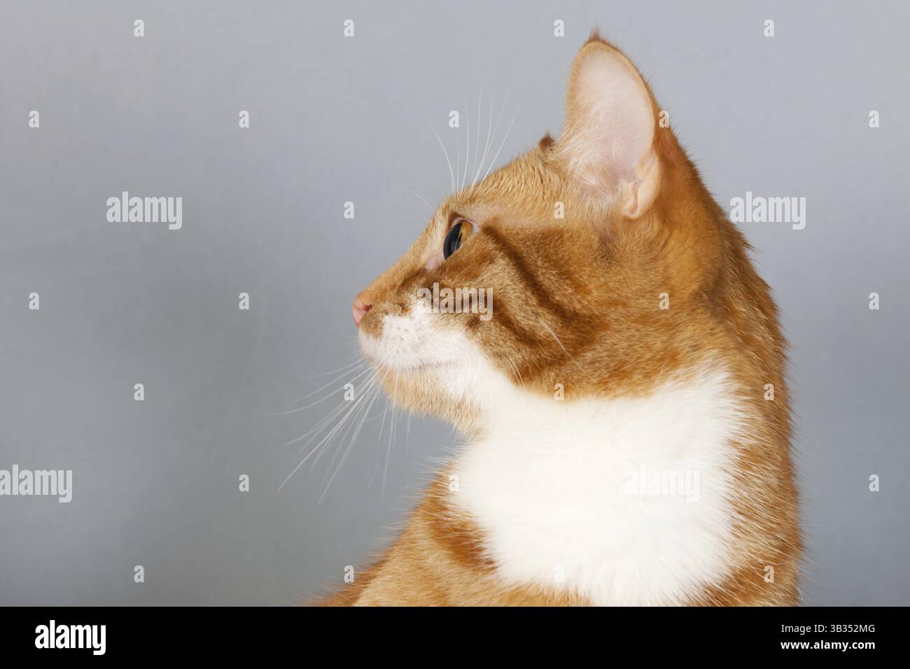 Red tabby cat looks out hi-res stock photography and images - Alamy