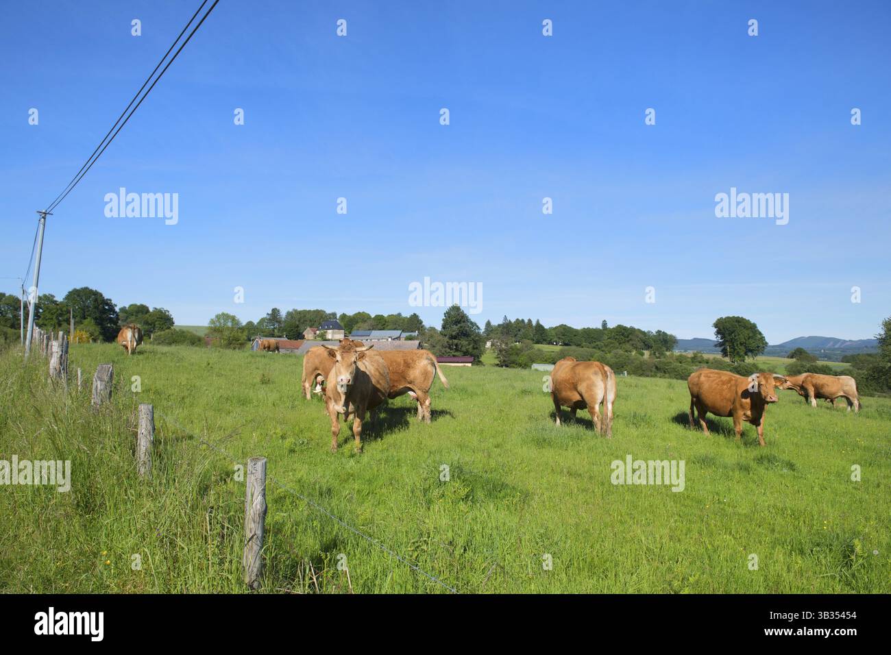 Typical french cows bull hi-res stock photography and images - Alamy