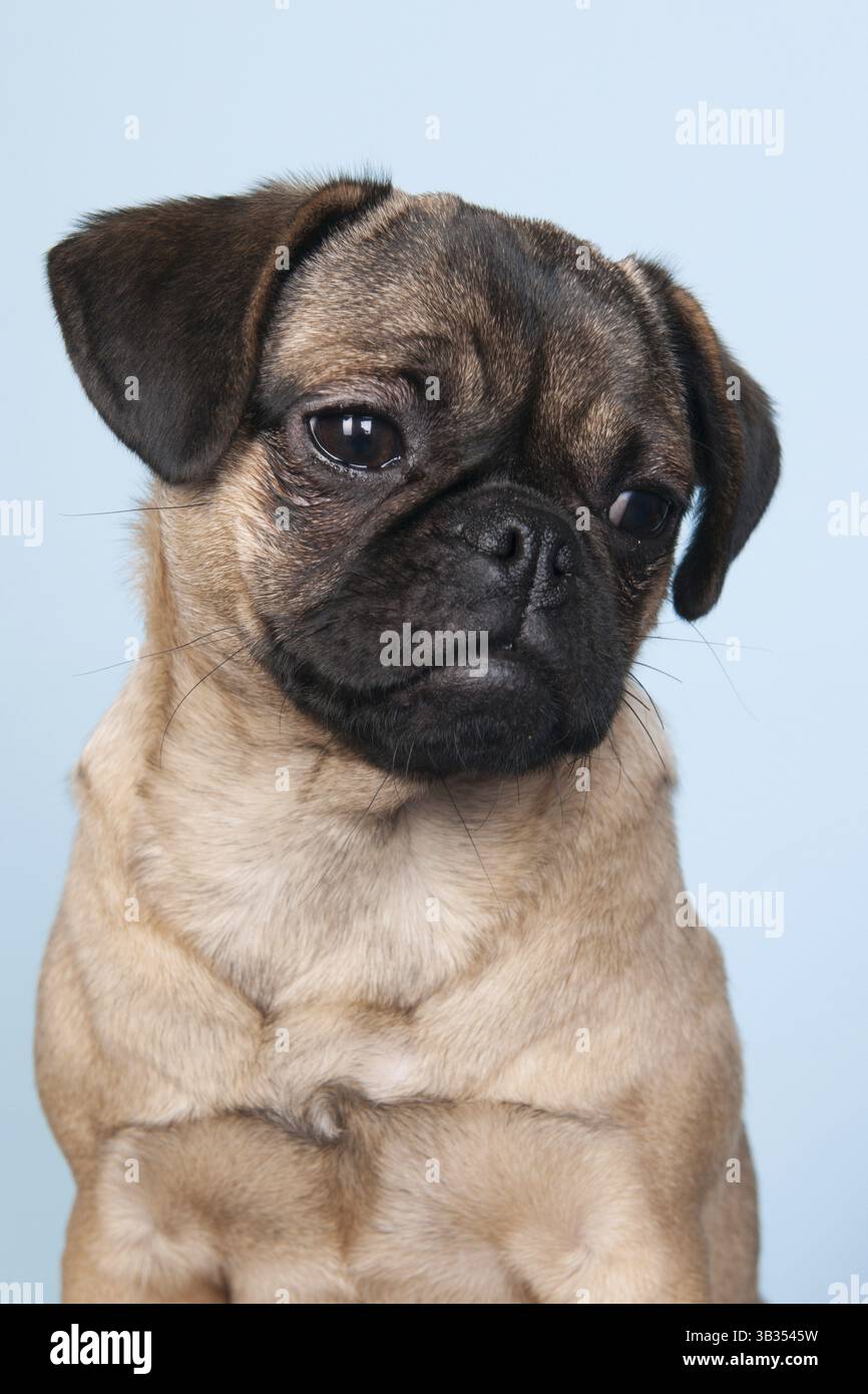 Little puppy pug portrait on blue background Stock Photo - Alamy