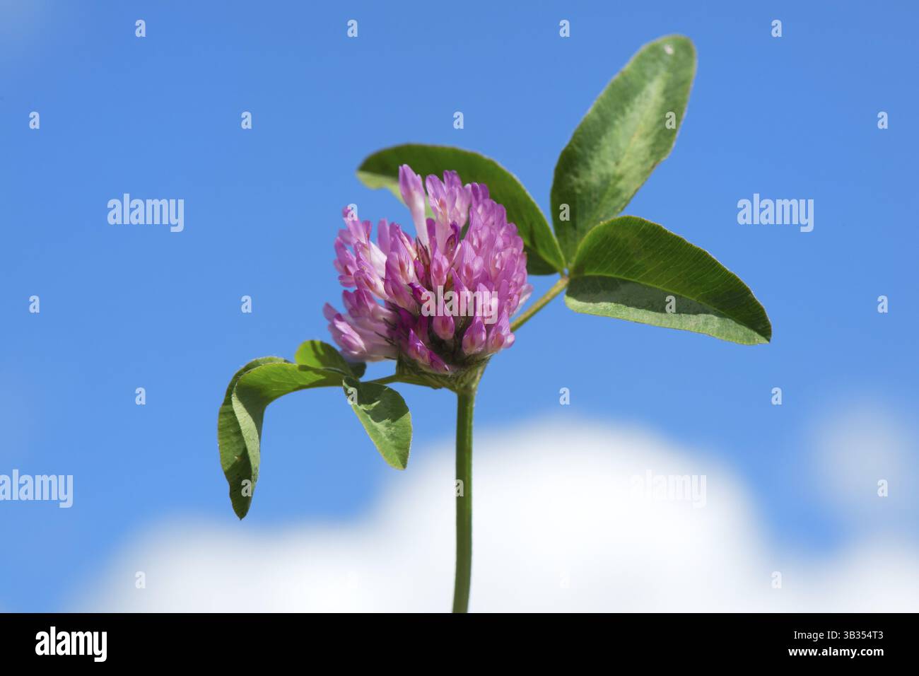 Purple clover flower hi-res stock photography and images - Alamy