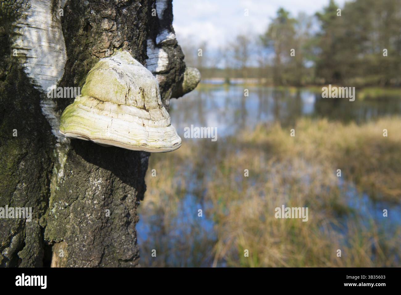 Fungus in landscape hi-res stock photography and images - Alamy