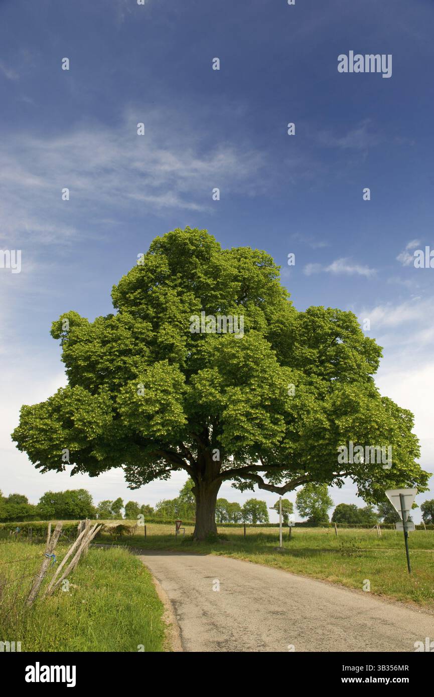 Big beautiful chestnut tree in agriculture landscape Stock Photo - Alamy