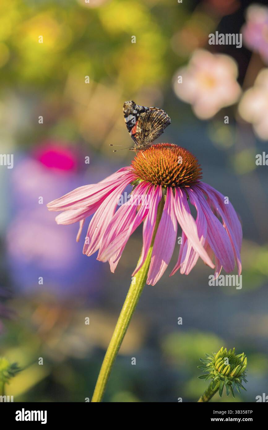 Monarch butterfly on Echinacea purpurea coneflower in macro Stock Photo ...