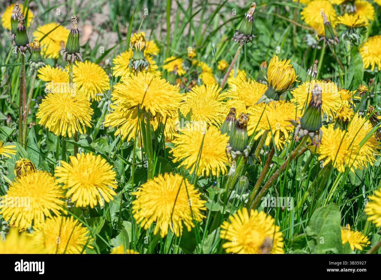 Löwenzahn ist kein Unkraut - 28.05.2025: Im Volksmund wird der ...