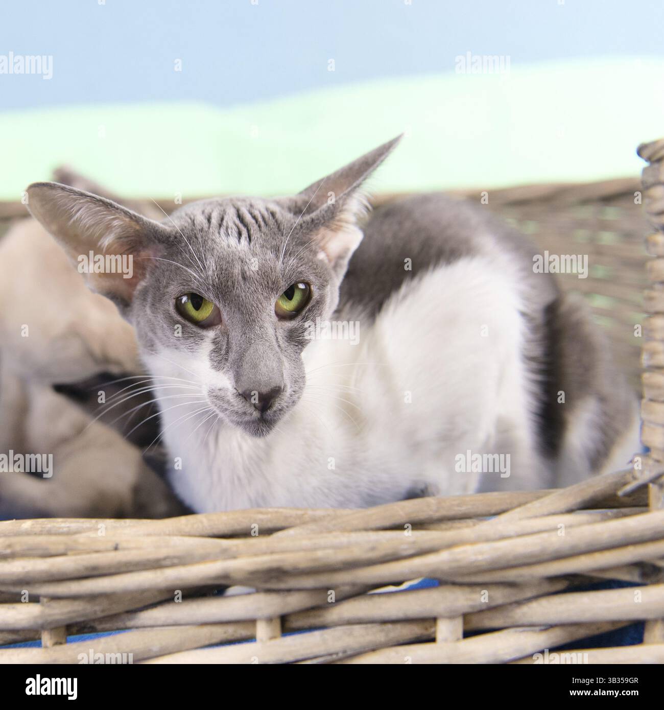 Modern gray mottled pure breed Siamese cat Stock Photo - Alamy