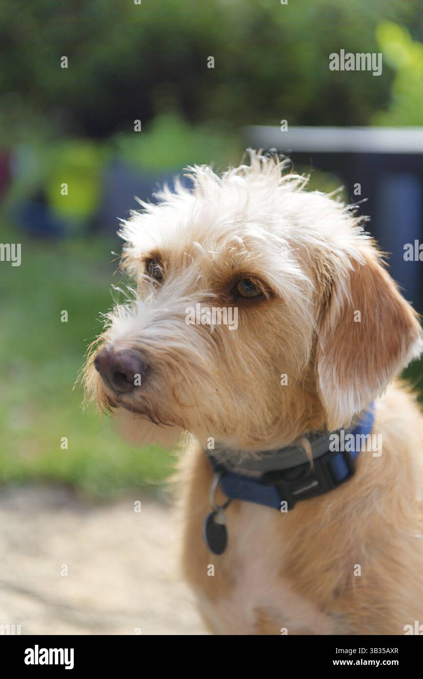 Portrait outdoor little cross breed dog against stone wall Stock Photo ...