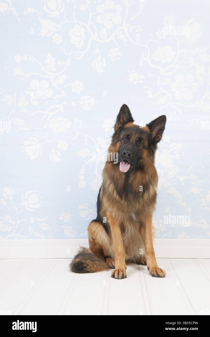 German Shepherd sitting in interior Stock Photo - Alamy