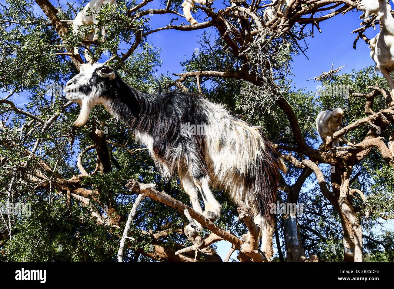 Dog in tree,, CONTINENT Stock Photo - Alamy