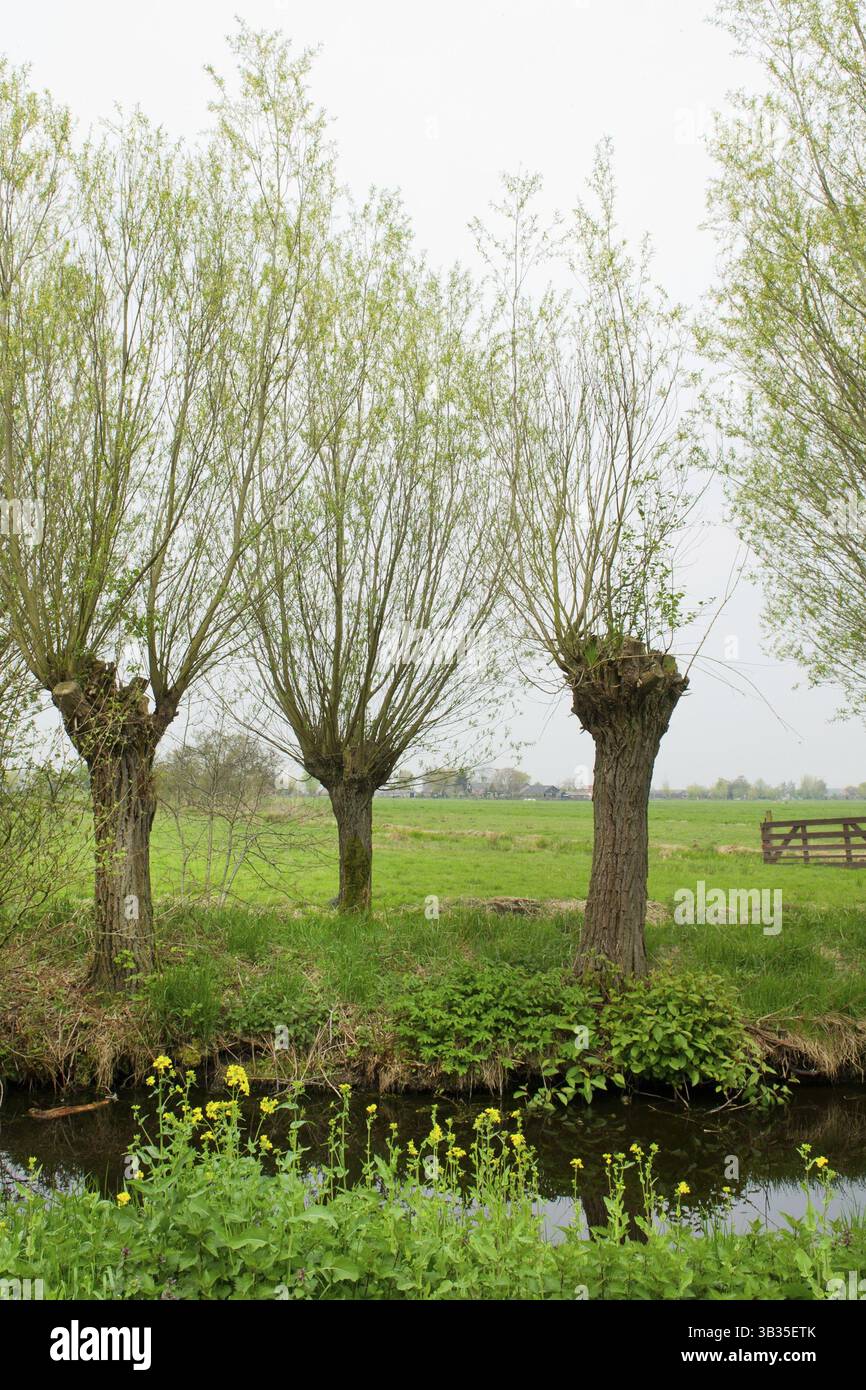 Pollard Willows in Dutch landscape at the Krimpenerwaard Stock Photo ...