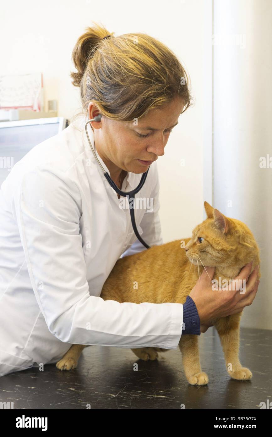 Veterinarian is examination a red cat and is listening to the heart ...