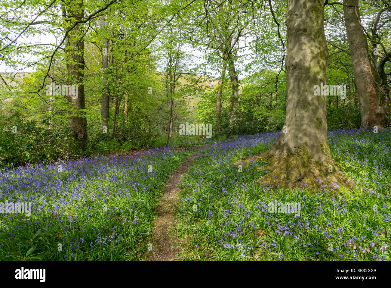 Bluebell woodland at Little Hayfield in the Peak District, Derbyshire ...