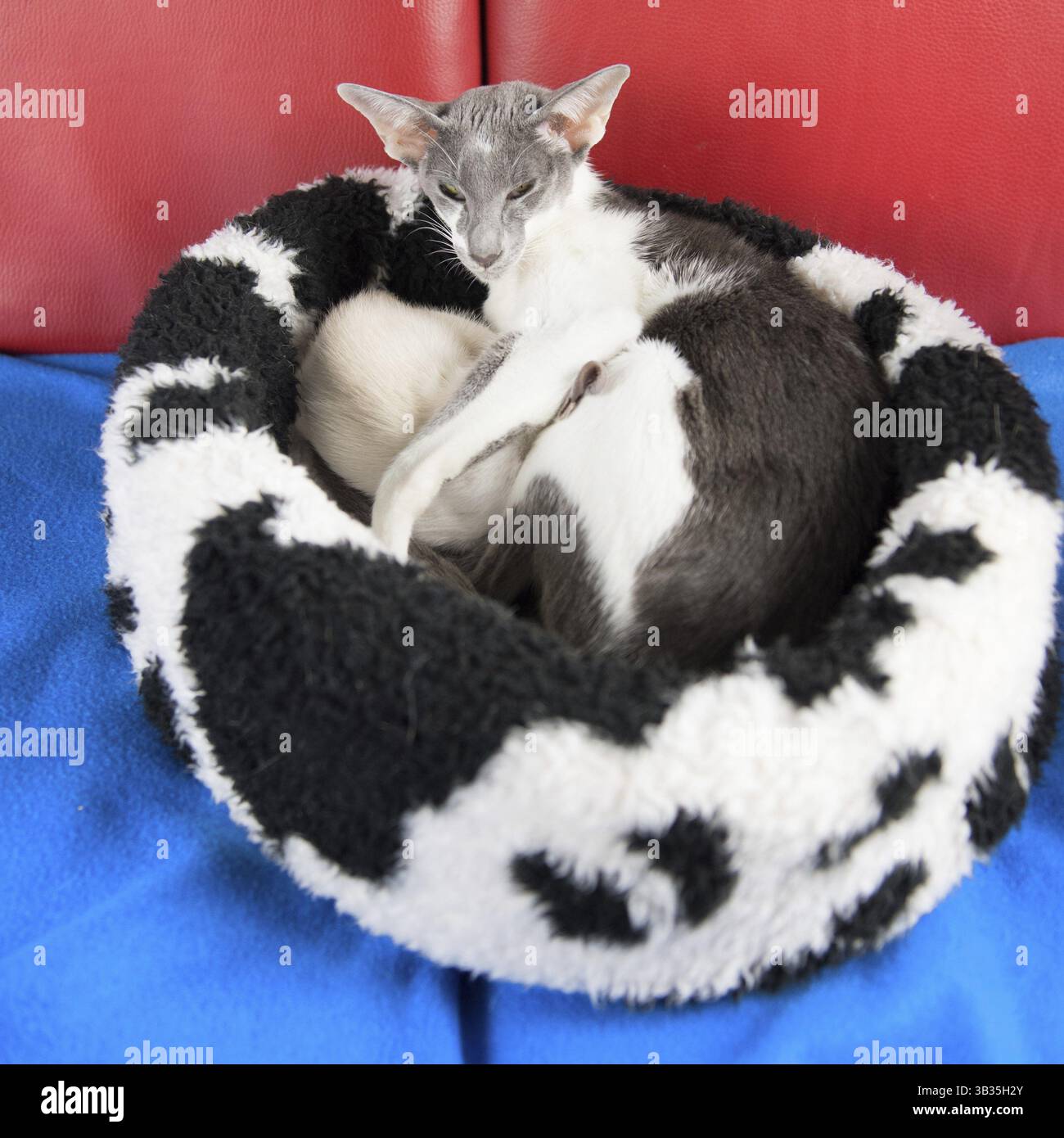 Modern gray mottled pure breed Siamese mother cat with drinking kittens ...