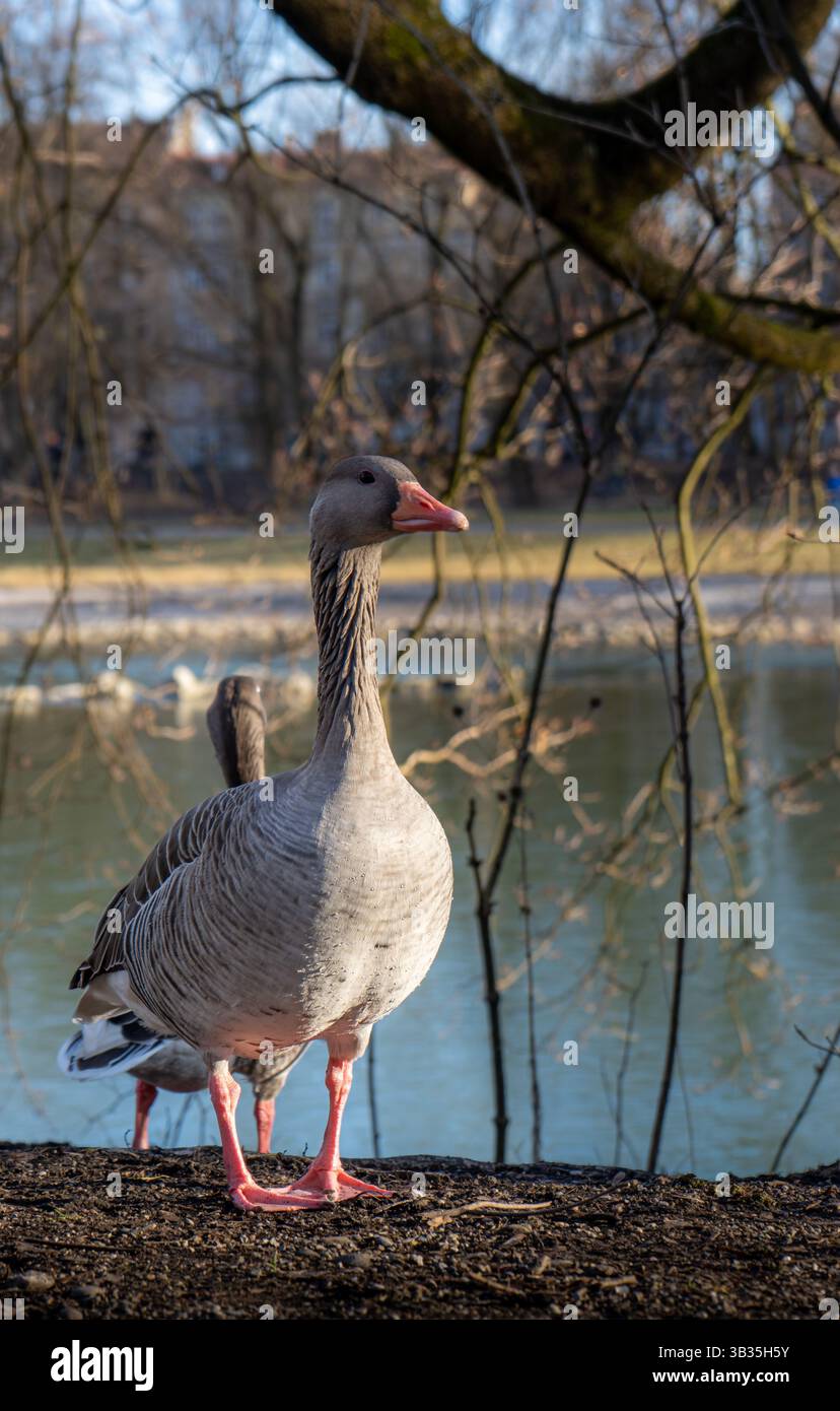 Close-up of a Greylag Goose standing alert near water in soft natural ...
