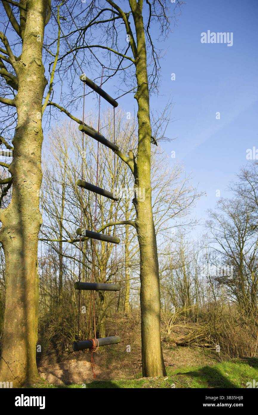 Ladder with steps in hanging in the tree to climb up Stock Photo - Alamy