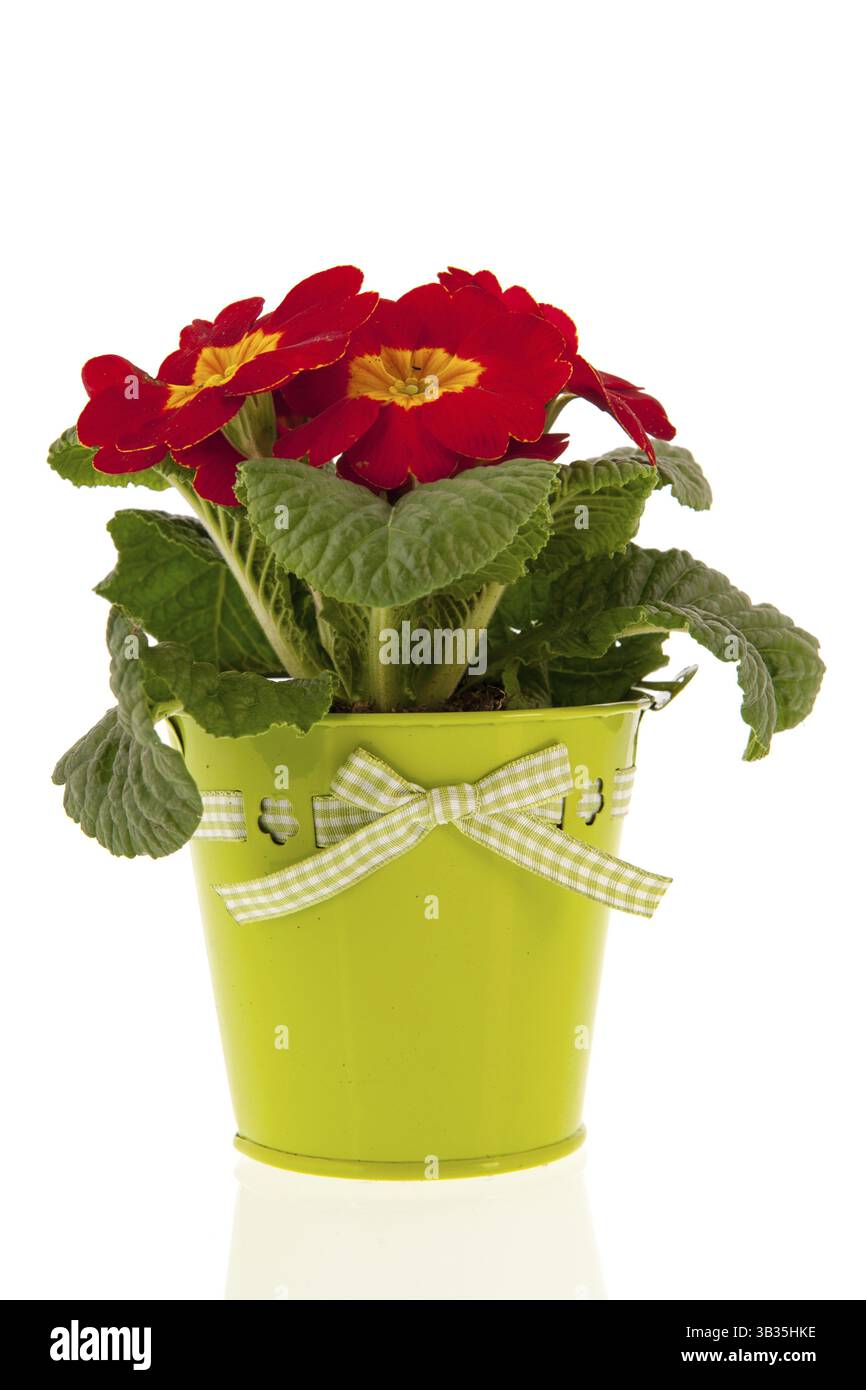 Rred primrose in green bucket Stock Photo - Alamy