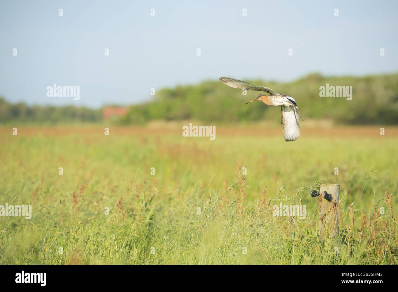 Bar-tailed godwit flying above meadows Stock Photo - Alamy