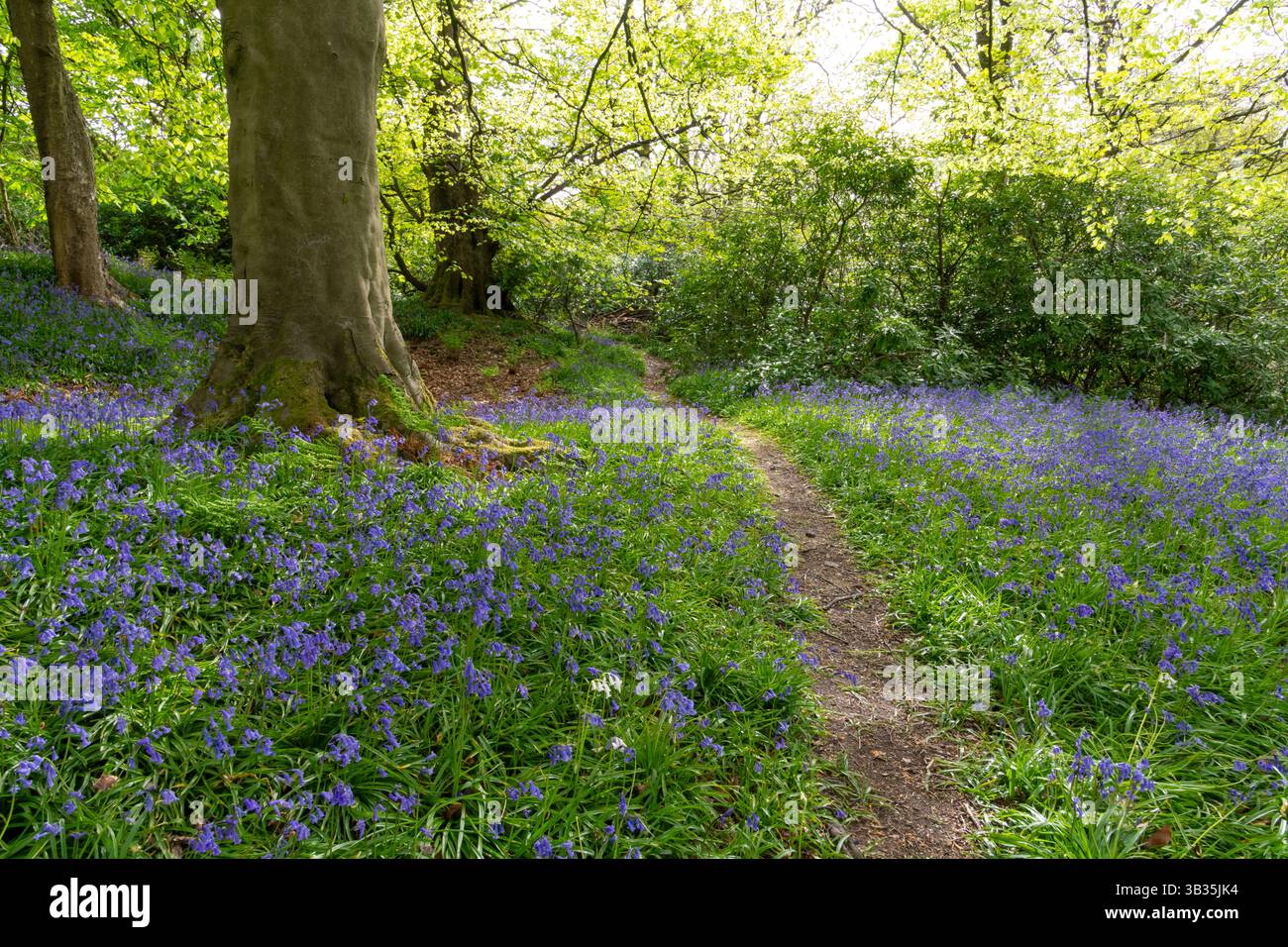 Bluebell woodland at Little Hayfield in the Peak District, Derbyshire ...