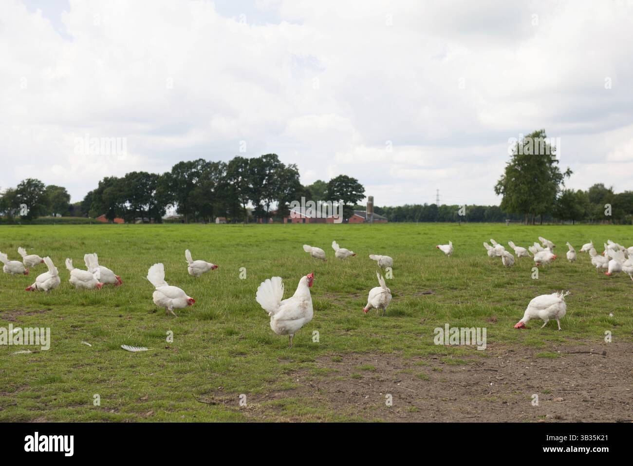 Biological chicken in agriculture landscape Stock Photo - Alamy