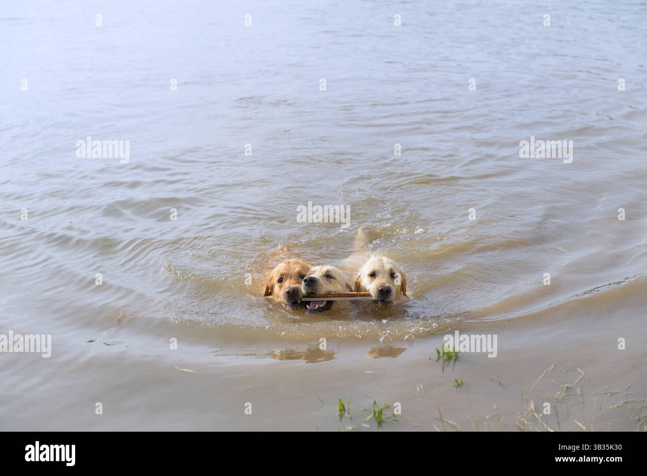 Swimming and playing labrador dogs Stock Photo - Alamy