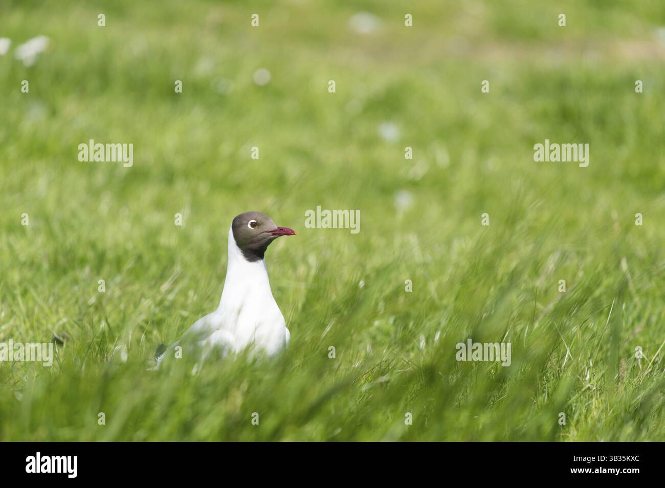 Black headed gulls migration hi-res stock photography and images - Alamy