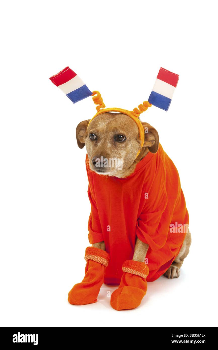Dutch dog in orange with flags as soccer supporter Stock Photo - Alamy