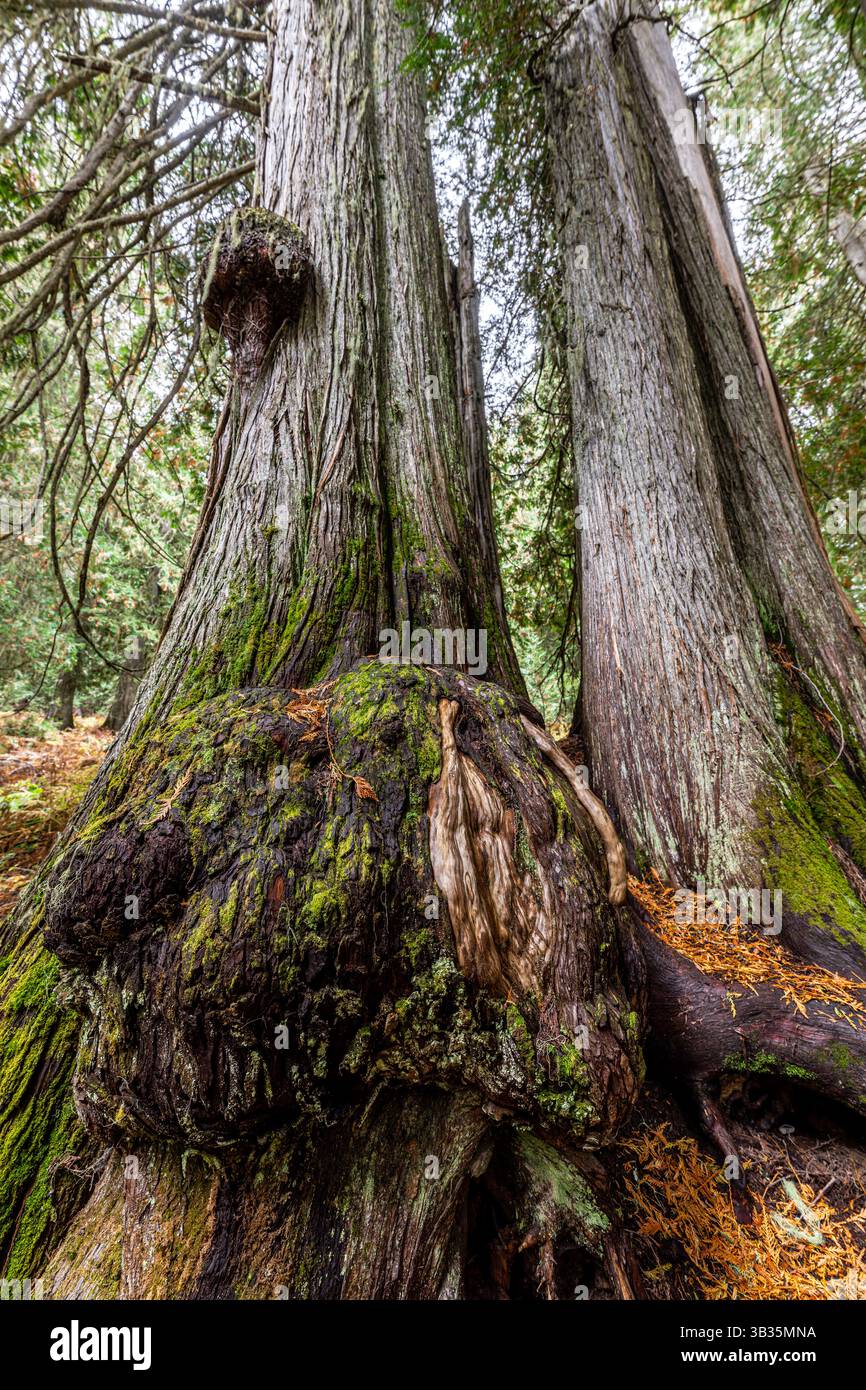 Burl on a Western Red Cedar Tree (Thuja plicata) in the Hobo Cedar ...