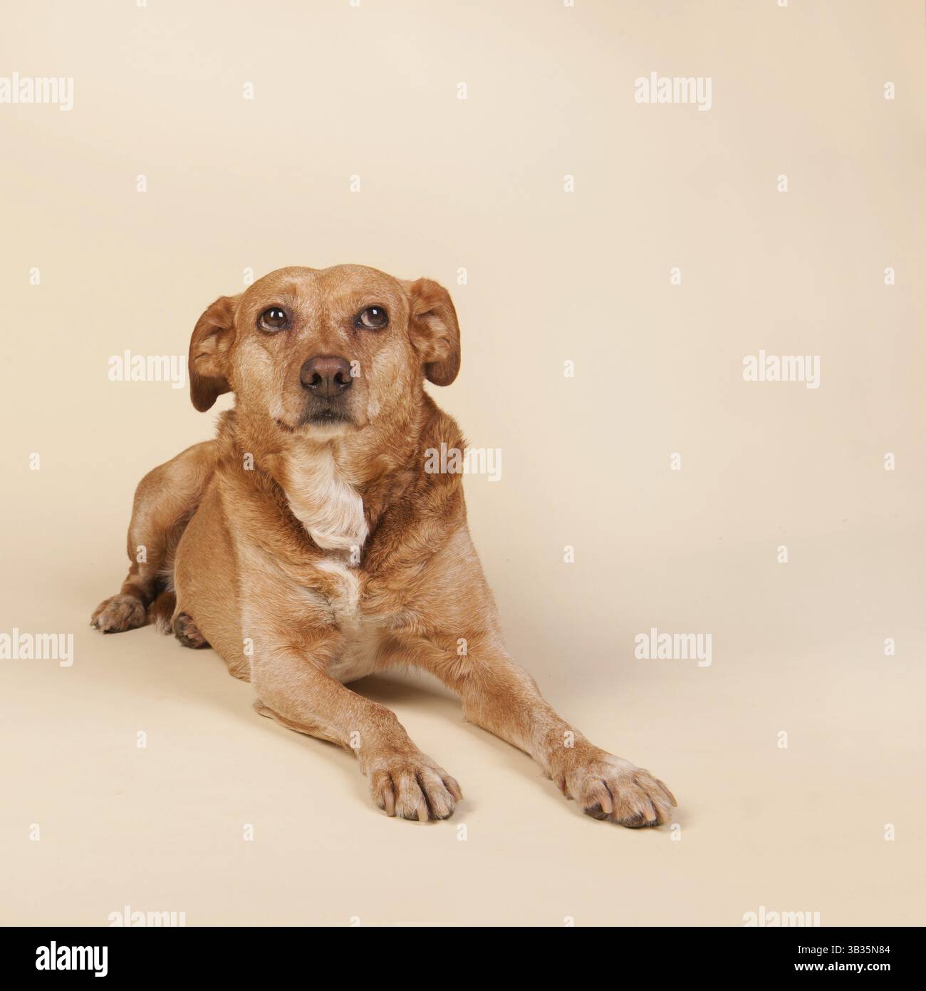 Cross breed dog laying at the cream colored floor Stock Photo - Alamy