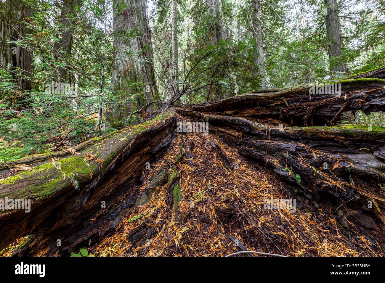 Western Red Cedar Trees (Thuja plicata) in the Hobo Cedar Grove ...