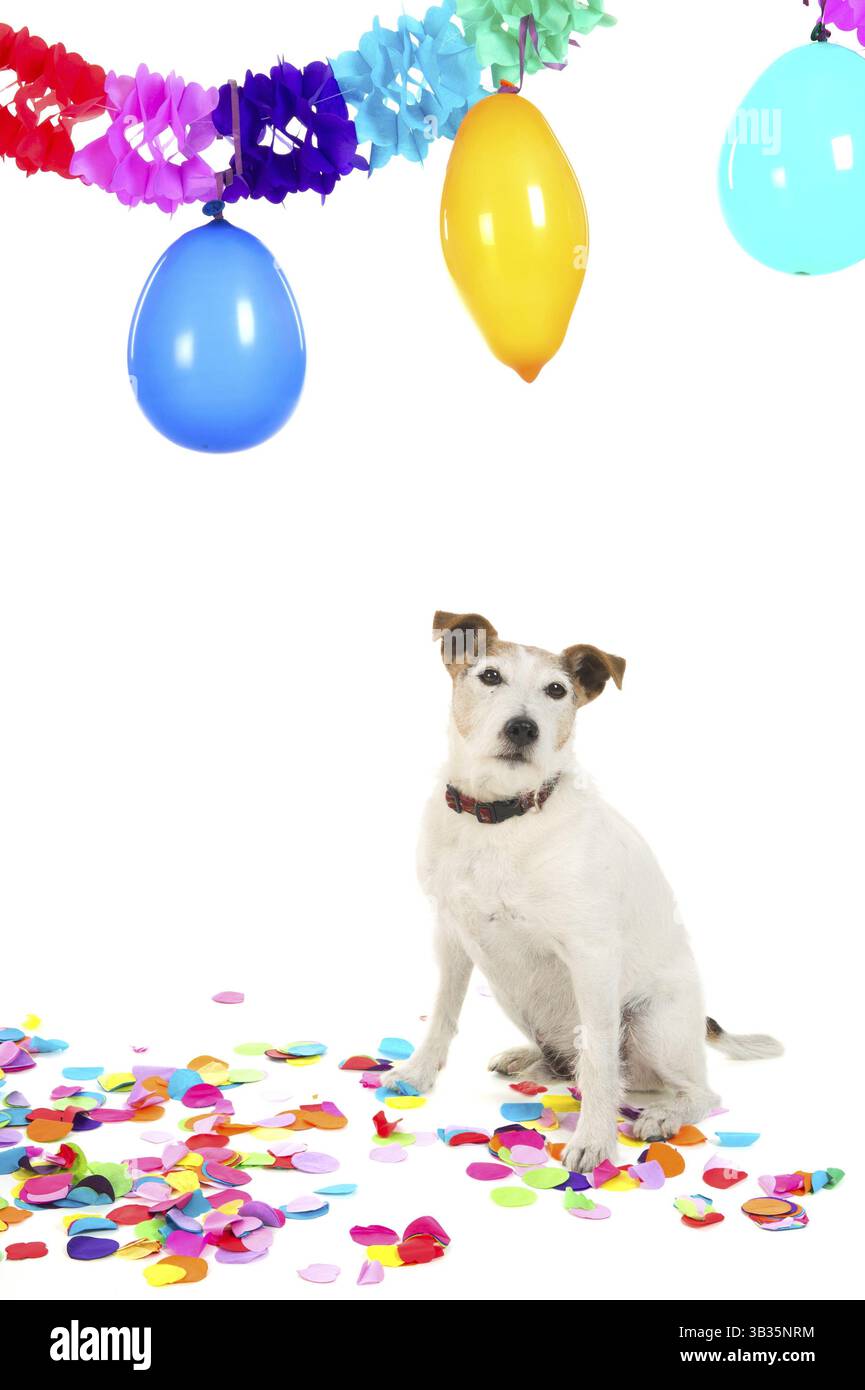 Little Jack Russel is having a colorful birthday Stock Photo - Alamy
