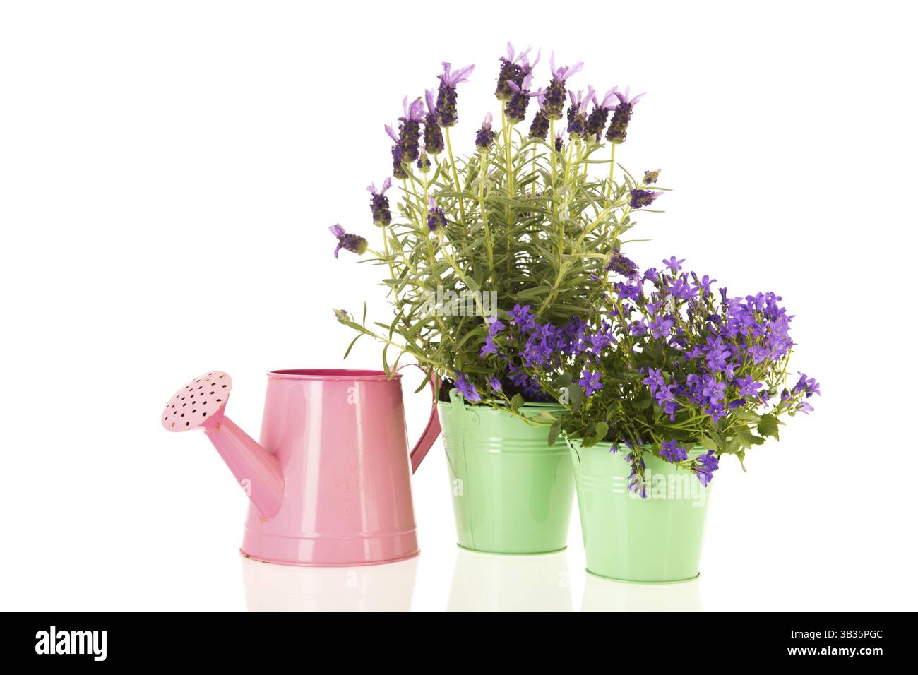 Purple Campanula and Lavandula in pink flower pot isolated over white ...