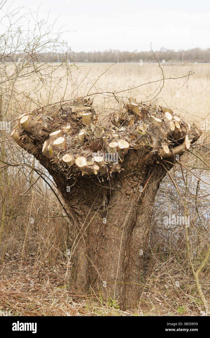 Pollard street hi-res stock photography and images - Alamy