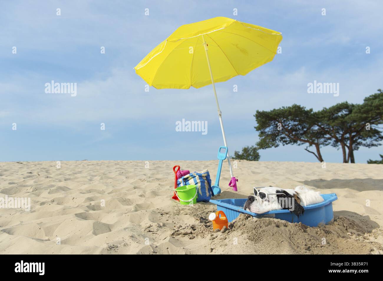 Funny dog is having a cooling down with water and parasol at the beach ...