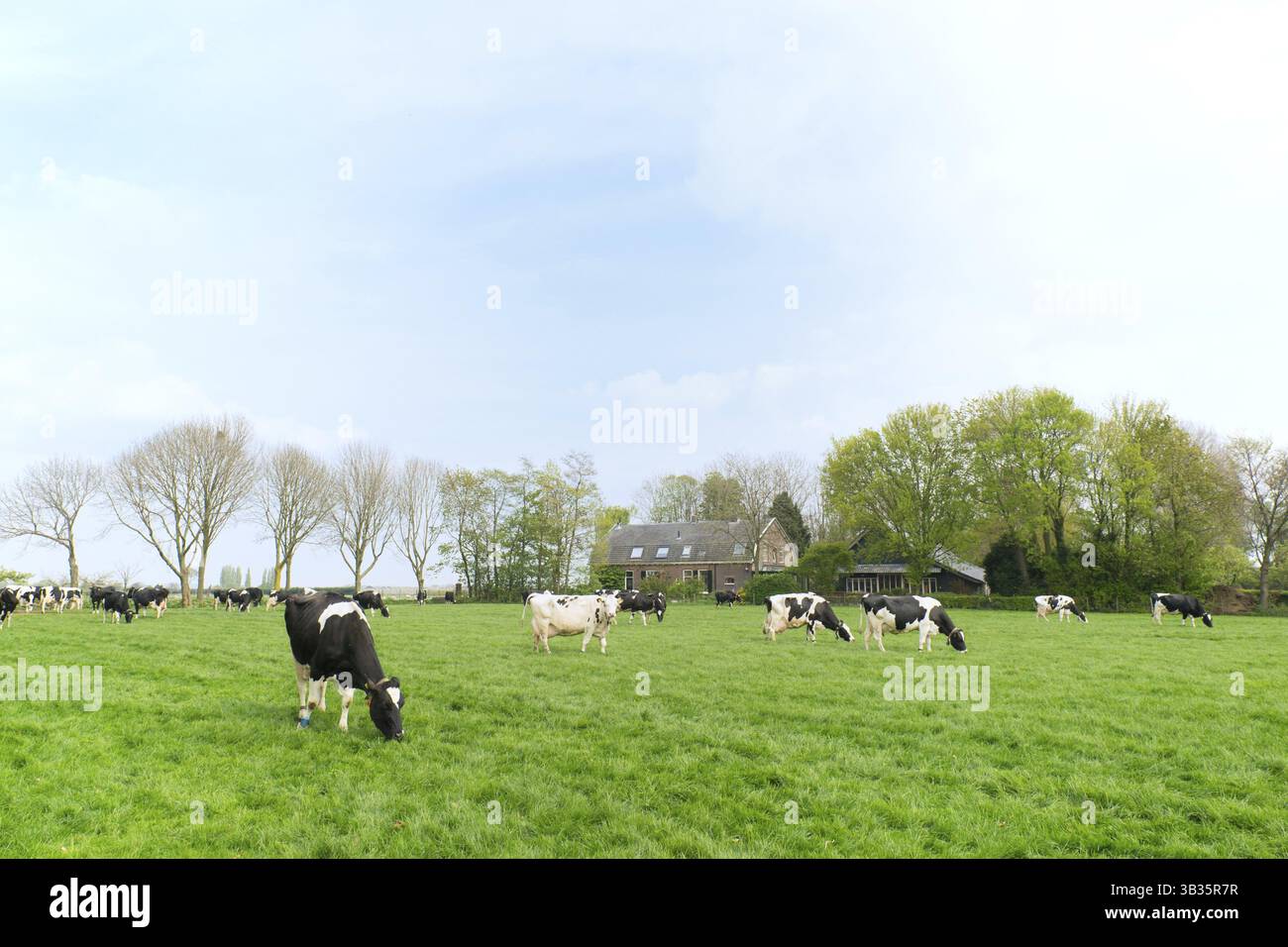 Typical Dutch cows in landscape with farm house Stock Photo - Alamy