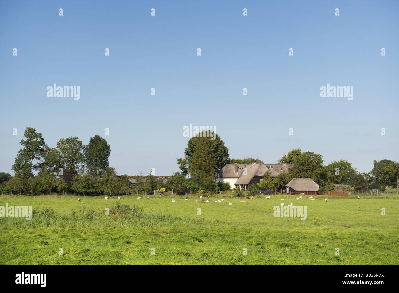 Farmhouse with straw roof and sheep in Holland Stock Photo - Alamy