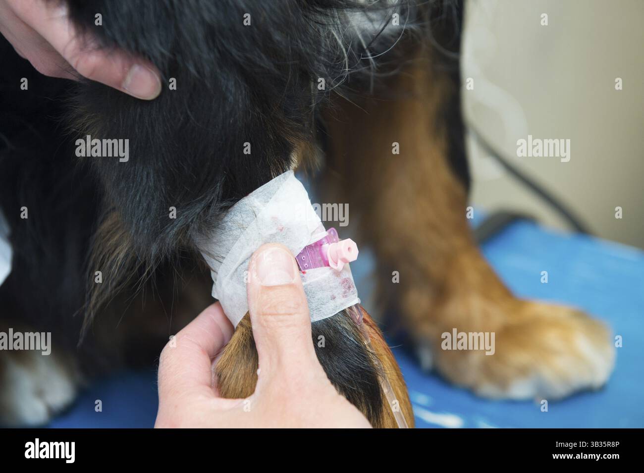 Veterinarian is giving dog an infusion with needle Stock Photo - Alamy