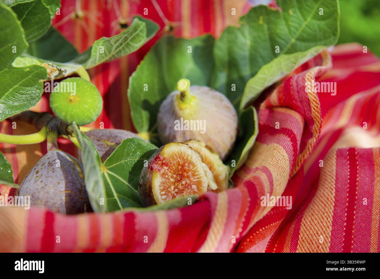 Still life outdoor in the sun with figs Stock Photo - Alamy