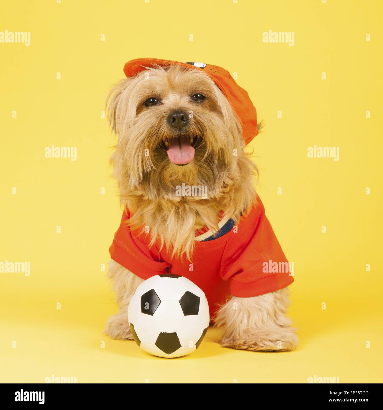 Dutch football players hi-res stock photography and images - Alamy