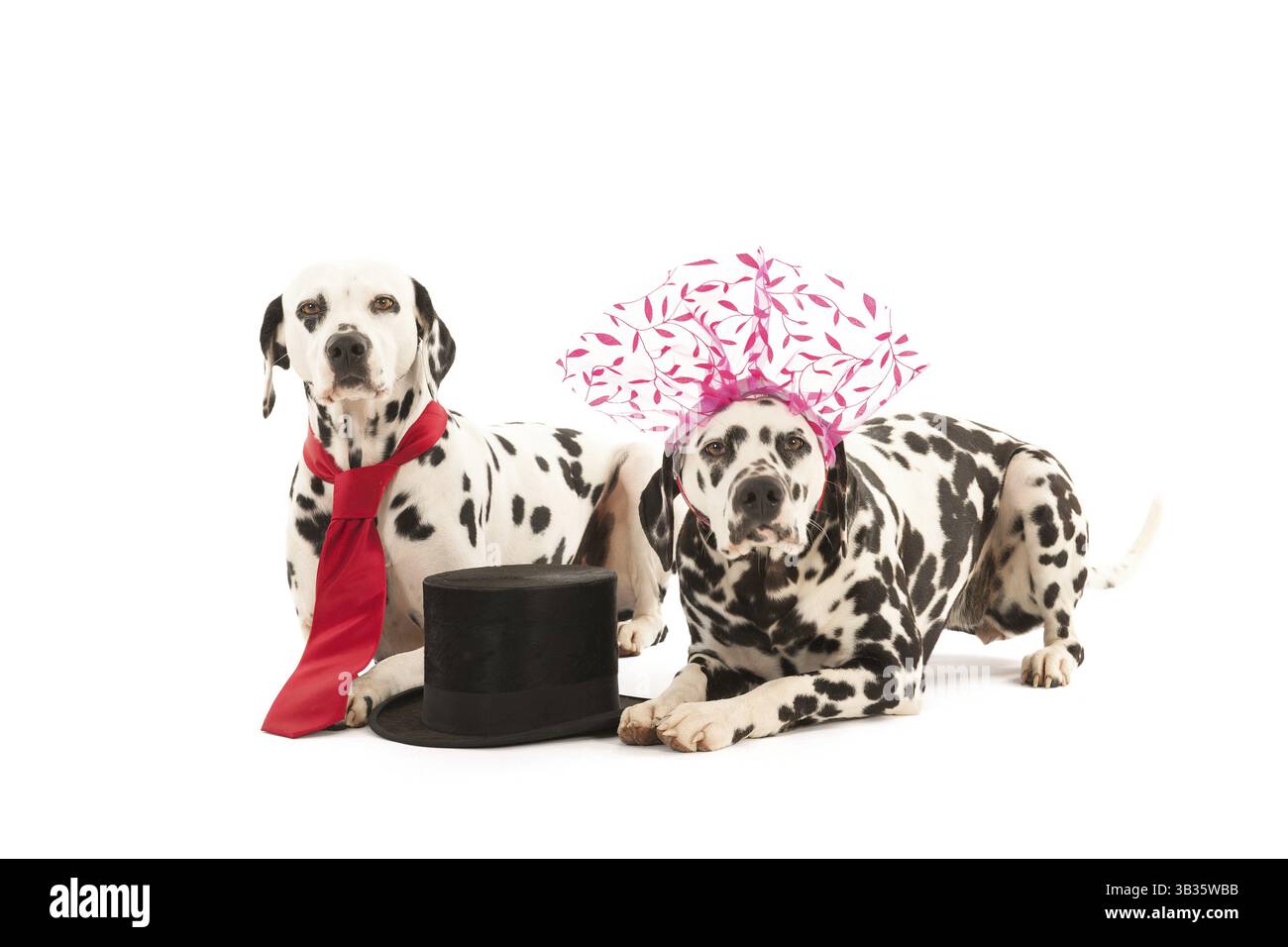 Two Dalmatian dogs as wedding couple isolated over white background ...