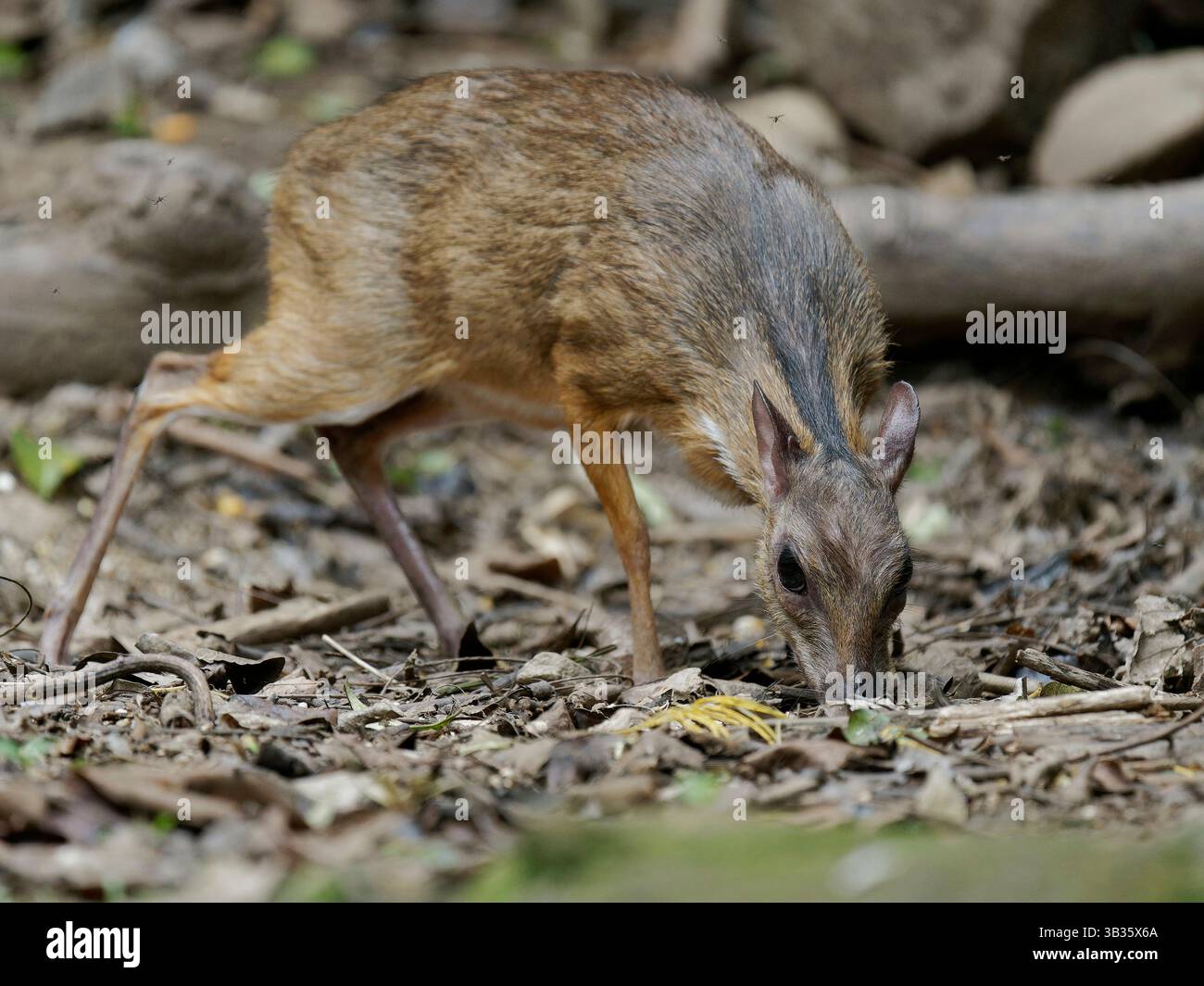 Singing mouse animal hi-res stock photography and images - Alamy