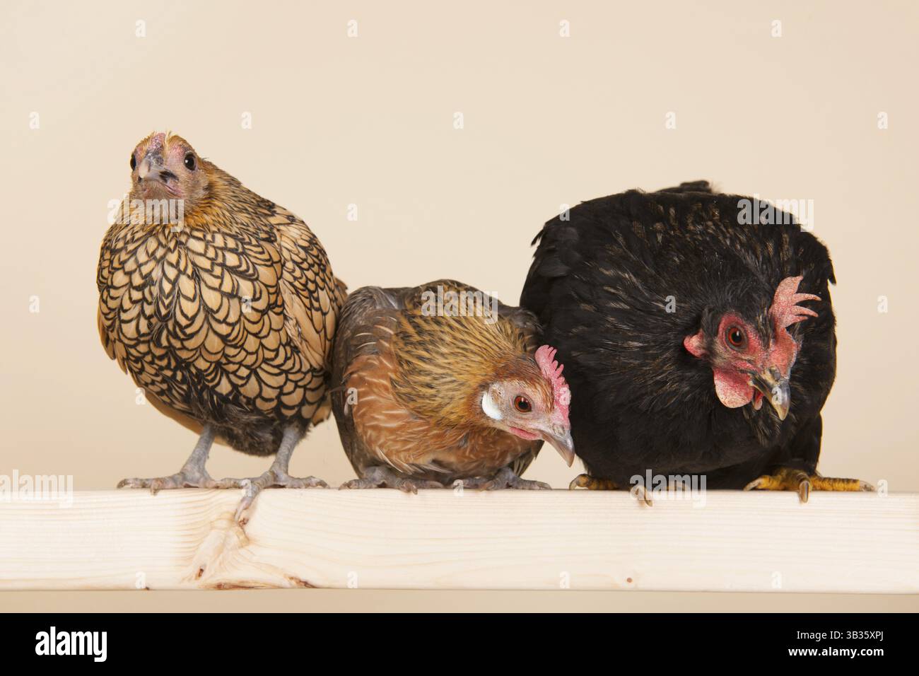 Three different chicken on stick in studio Stock Photo - Alamy