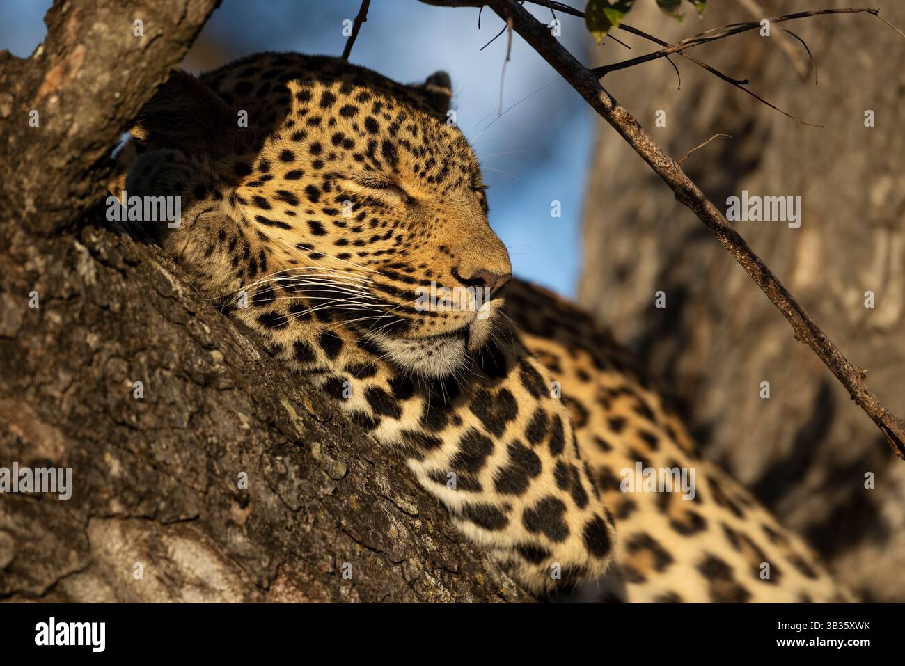Tight portrait of an adult female leopard (Panthera pardus) resting on ...