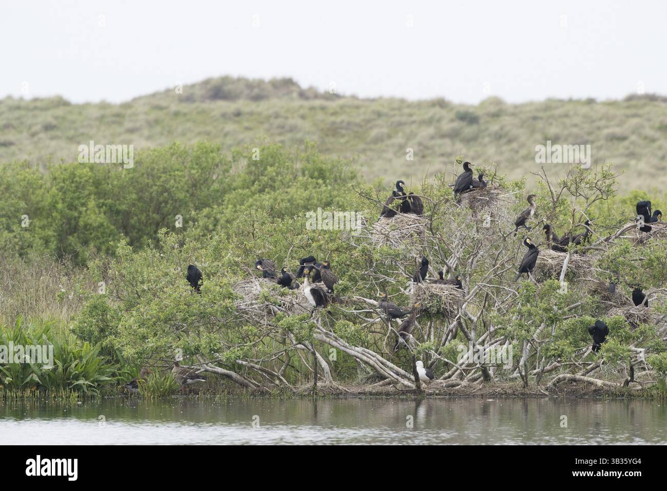Colony Great cormorant in trees on Dutch wadden island Terschelling ...