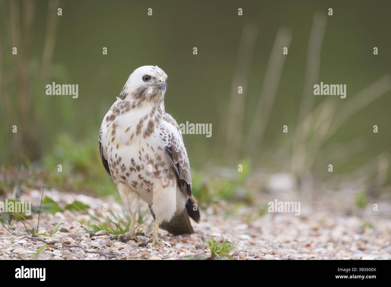 Common Blonde buzzard in nature Stock Photo - Alamy