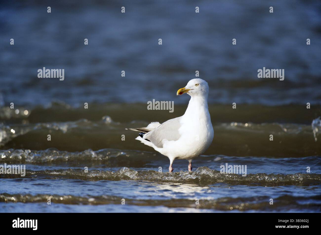 Lesser Black-backed Gull standing in the surf of te sea Stock Photo - Alamy
