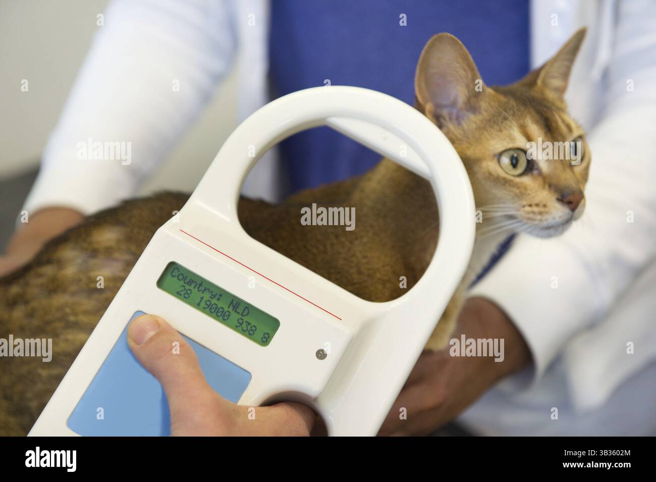 Checking for Microchip implant for cat by Veterinarian Stock Photo - Alamy