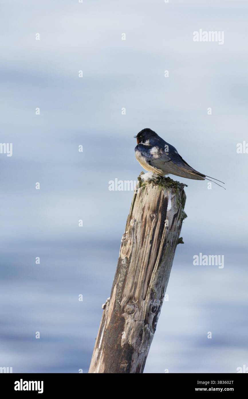 Common house Martin on wooden pole in water Stock Photo - Alamy