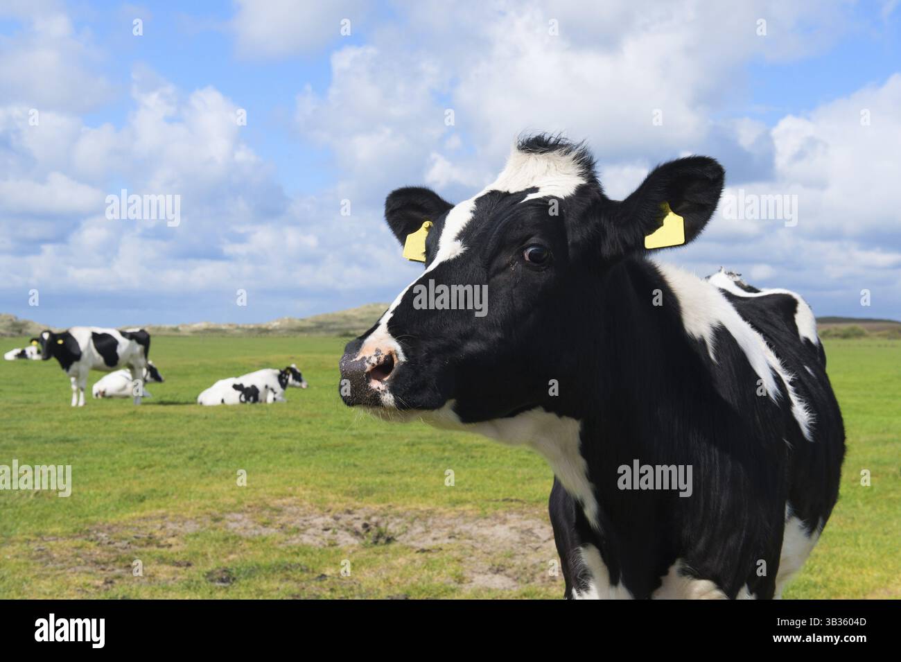 Dutch cow in green meadows Stock Photo - Alamy