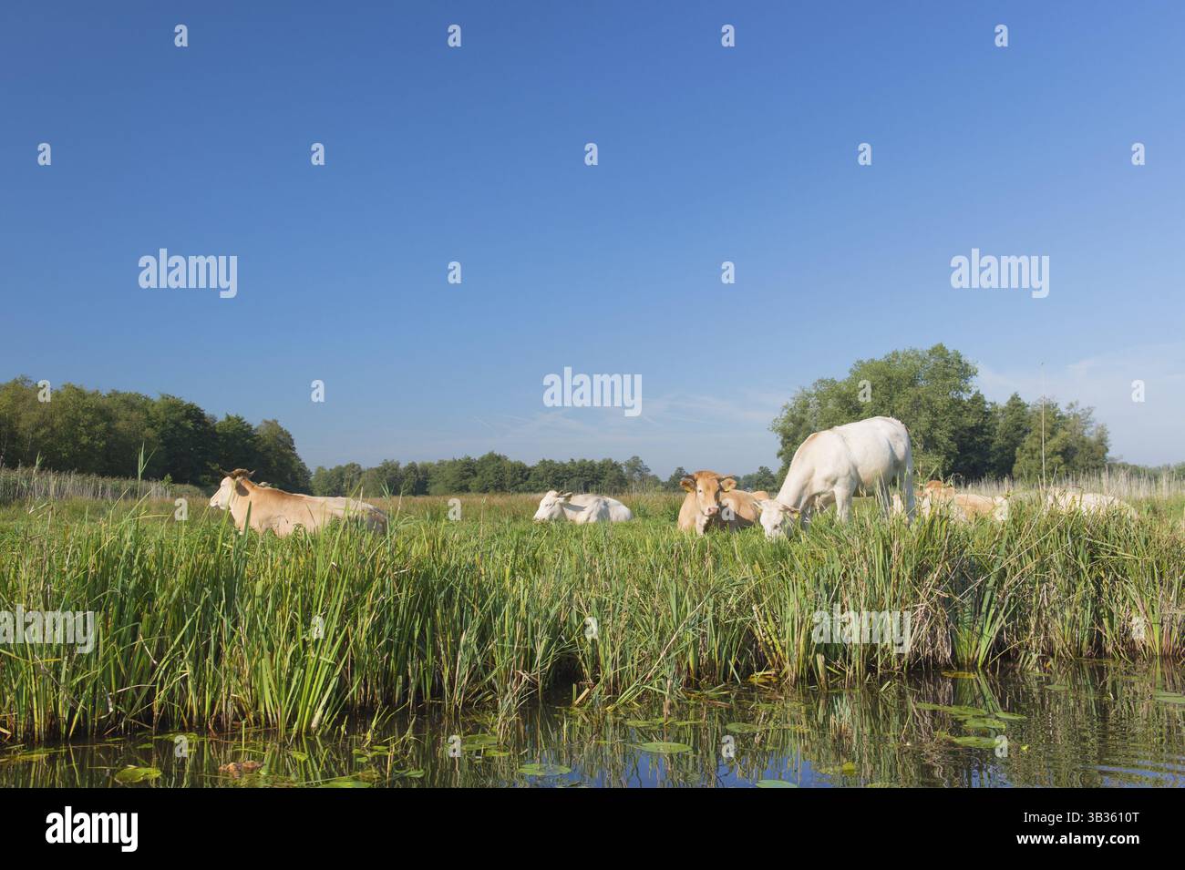 Typical Dutch cows in landscape with water and pastures Stock Photo - Alamy