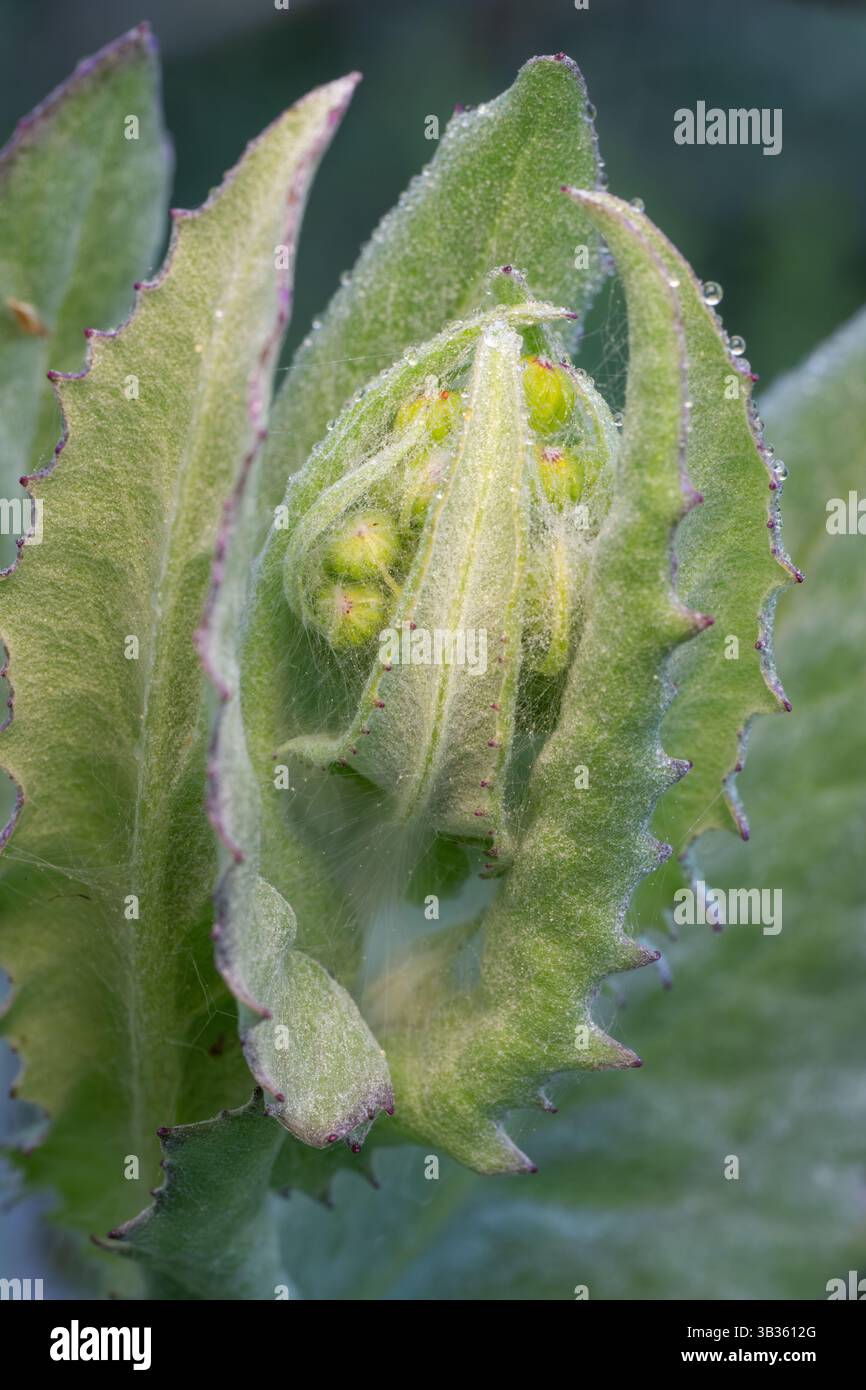 Senecio ampullaceus, Texas groundsel, clasping its many flower buds in ...